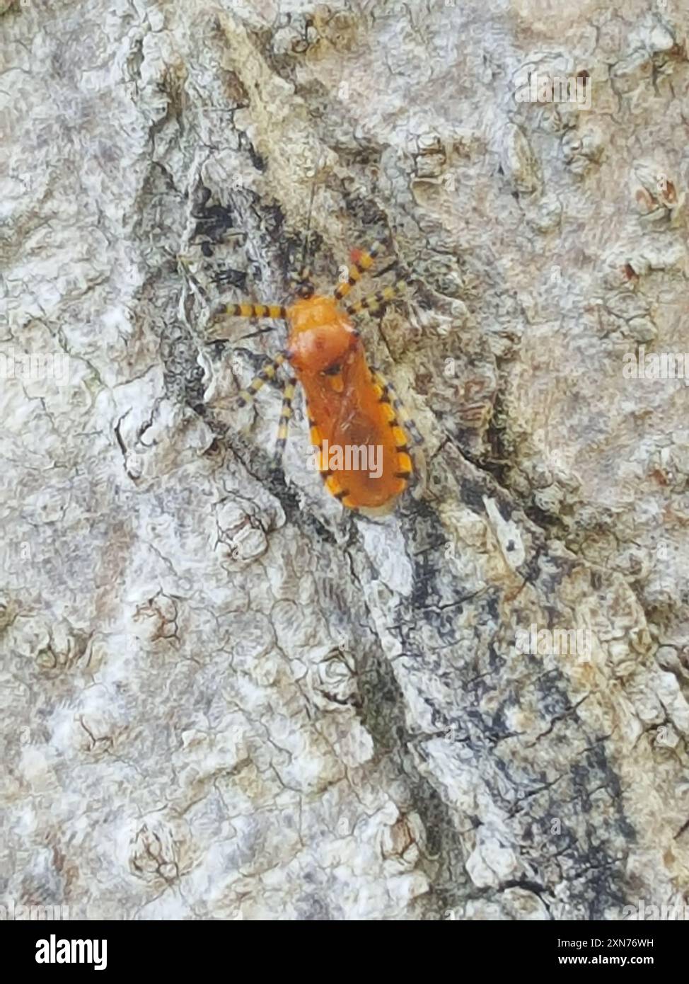 Orange Assassin Bug (Pselliopus barberi) Insecta Stock Photo - Alamy
