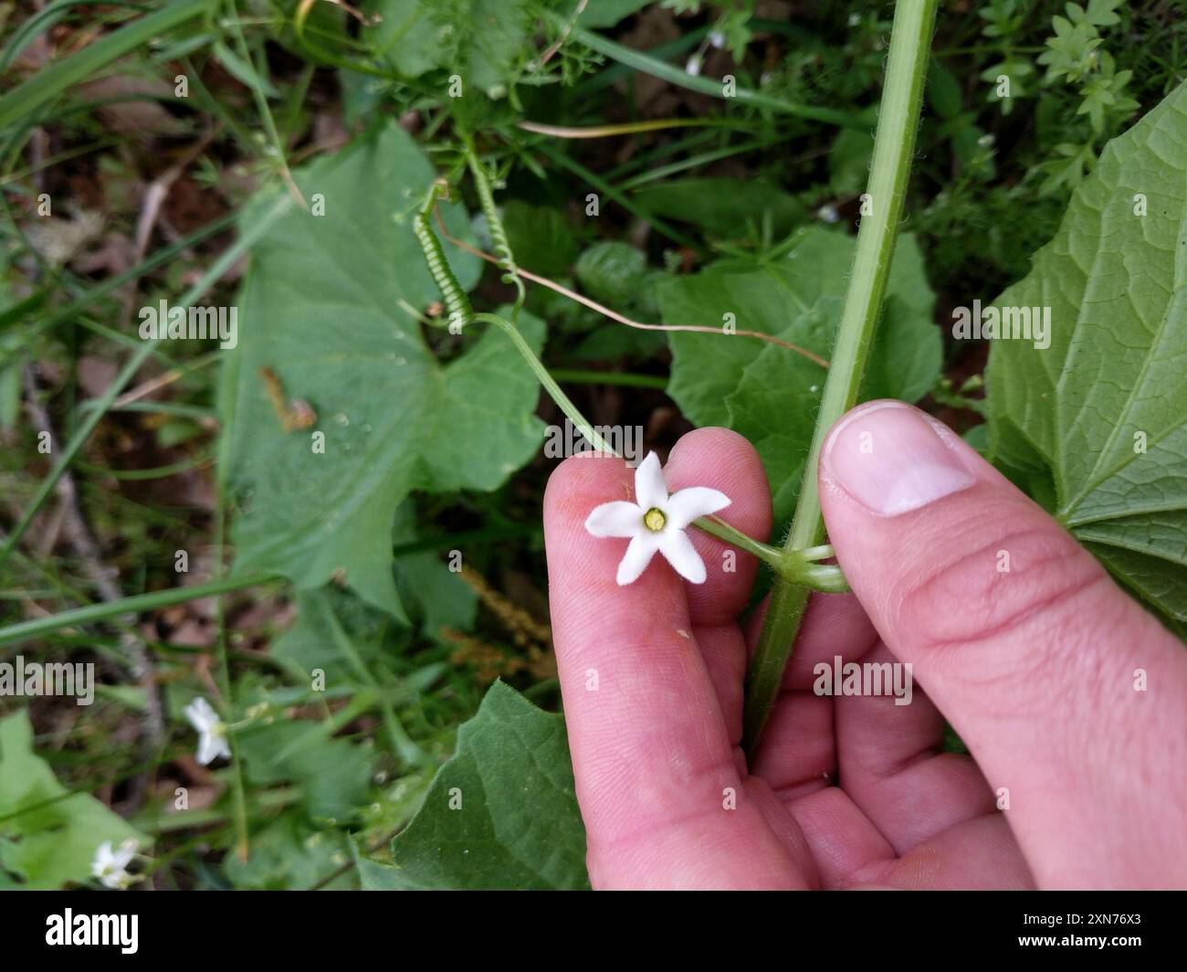 coastal manroot (Marah oregana) Plantae Stock Photo - Alamy