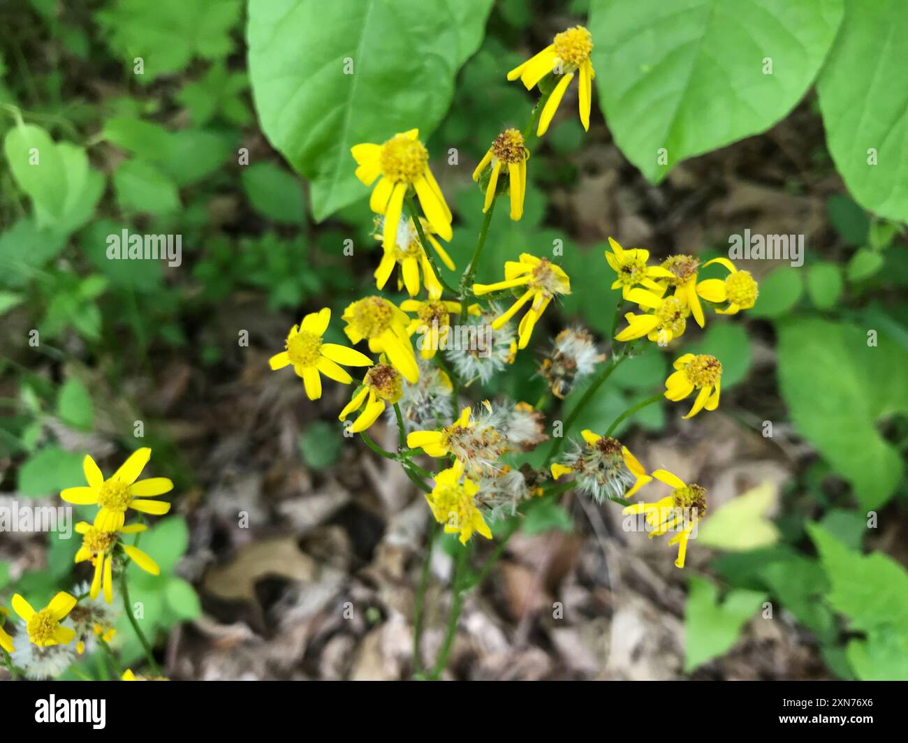 Packera aurea hi-res stock photography and images - Alamy