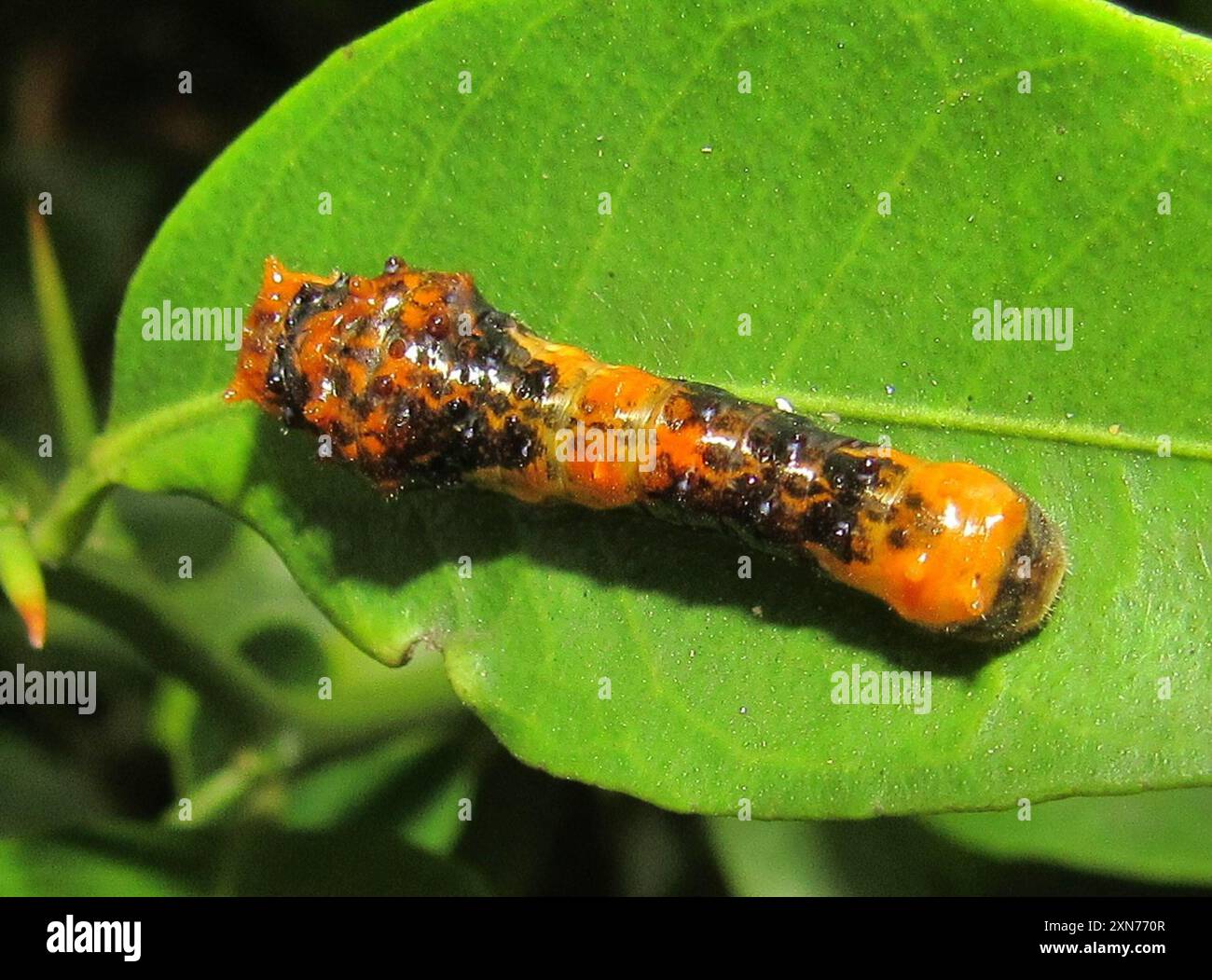 Swallowtails and Parnassians (Papilionidae) Insecta Stock Photo - Alamy