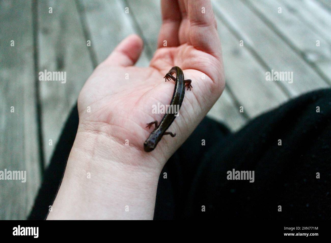 Northern Two-lined Salamander (Eurycea bislineata) Amphibia Stock Photo ...