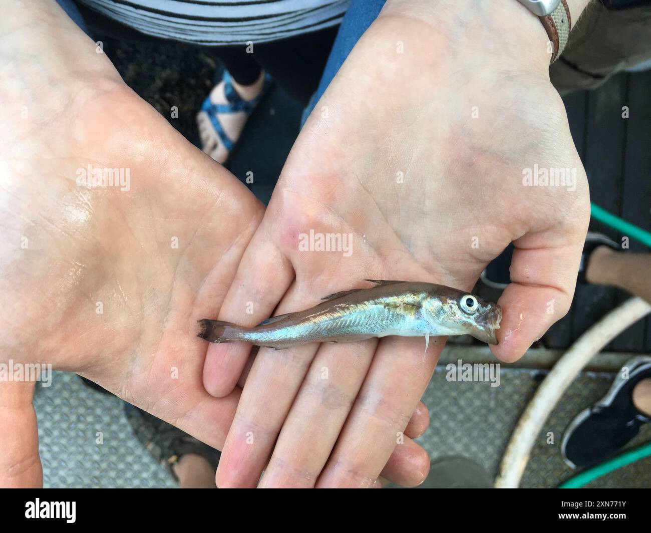 Alaska Pollock (Gadus chalcogrammus) Actinopterygii Stock Photo - Alamy
