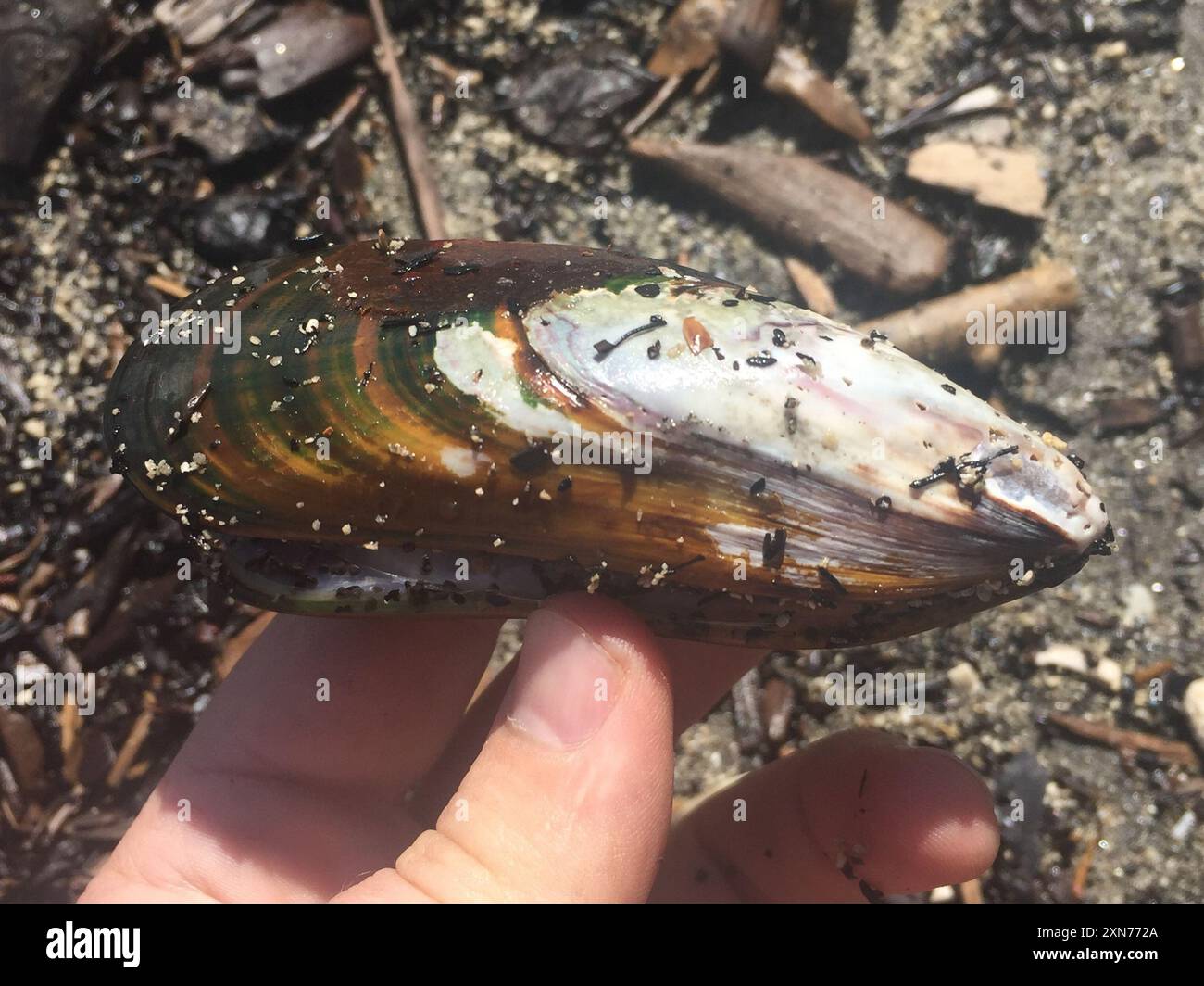 New Zealand Green-lipped Mussel (Perna canaliculus) Mollusca Stock ...