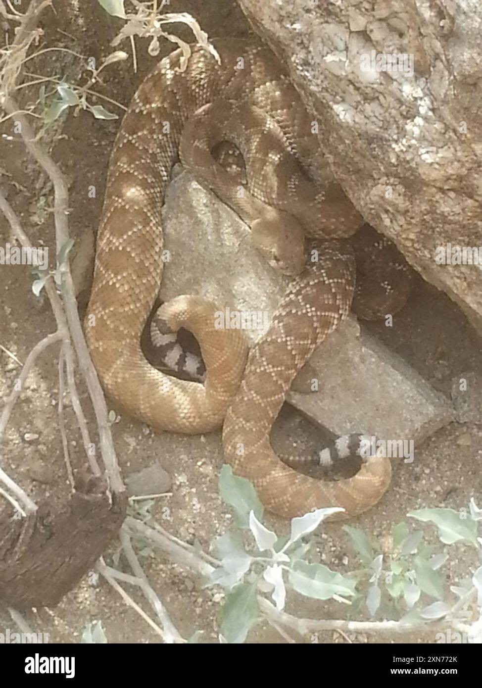 Red Diamond Rattlesnake (Crotalus ruber) Reptilia Stock Photo - Alamy