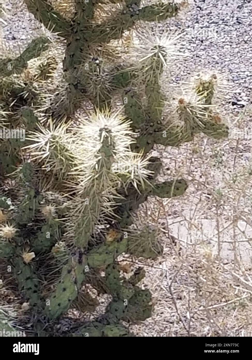 Silver Cholla (Cylindropuntia echinocarpa) Plantae Stock Photo - Alamy