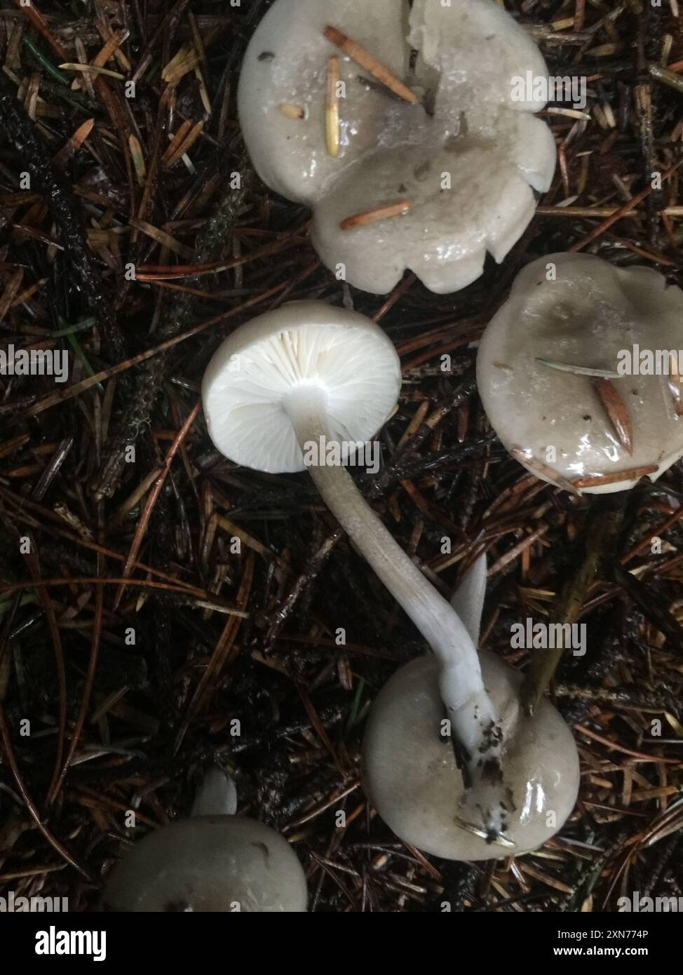 Fragrant Funnel (Clitocybe fragrans) Fungi Stock Photo - Alamy