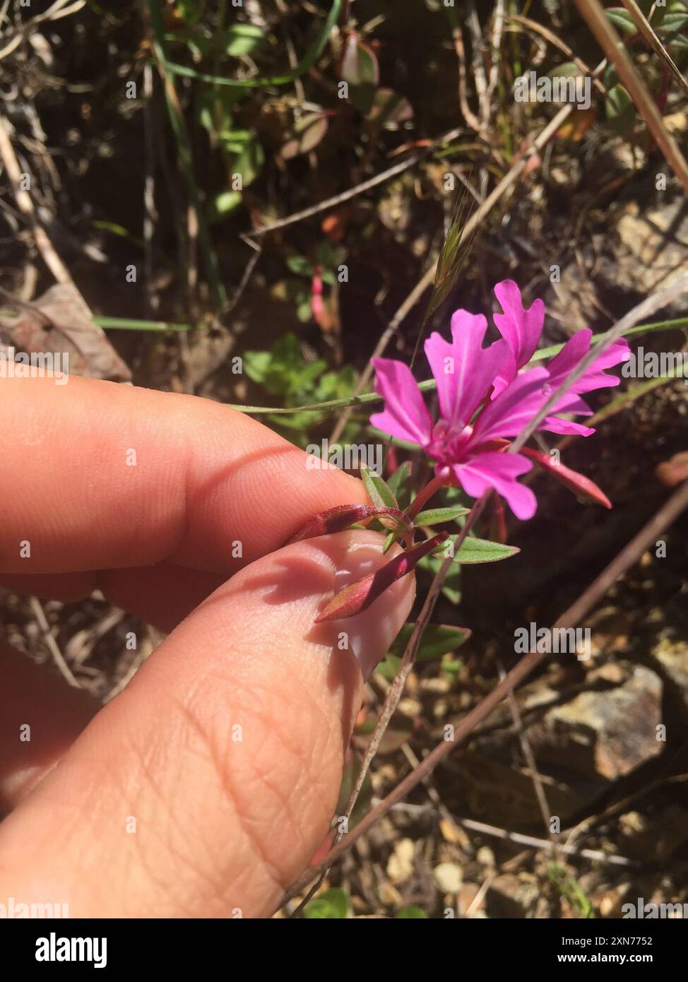 Clarkia concinna hi-res stock photography and images - Alamy