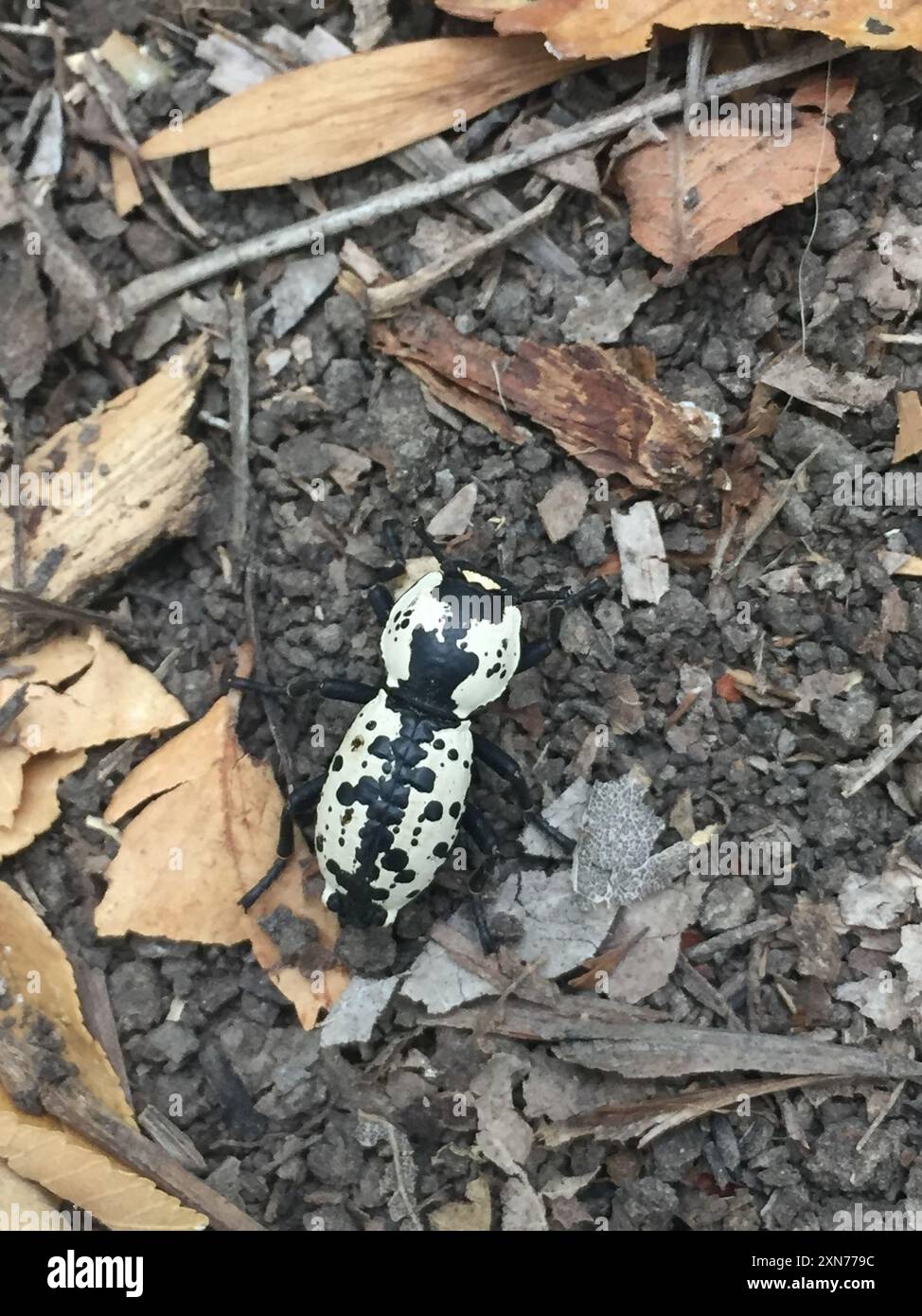 Texas Ironclad Beetle (Zopherus nodulosus haldemani) Insecta Stock ...