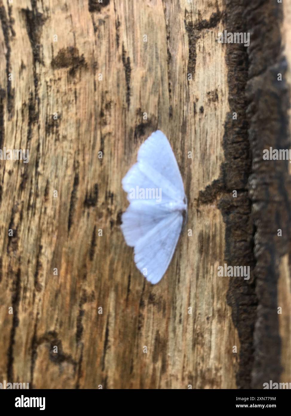 Common White Wave (Cabera pusaria) Insecta Stock Photo - Alamy