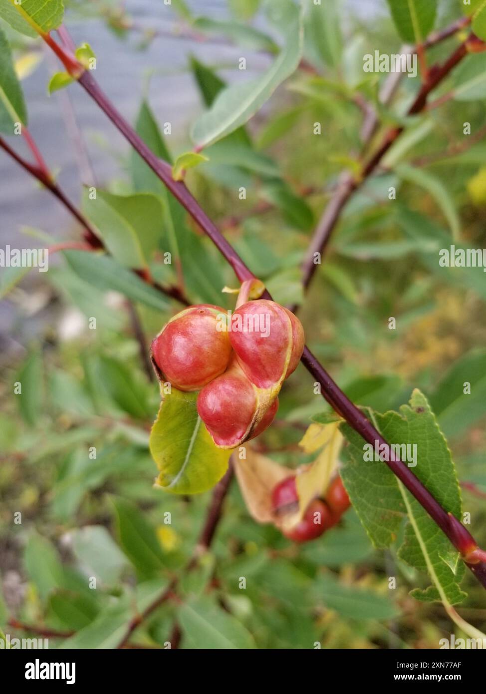 Willow Apple Gall Sawfly (Euura californica) Insecta Stock Photo - Alamy