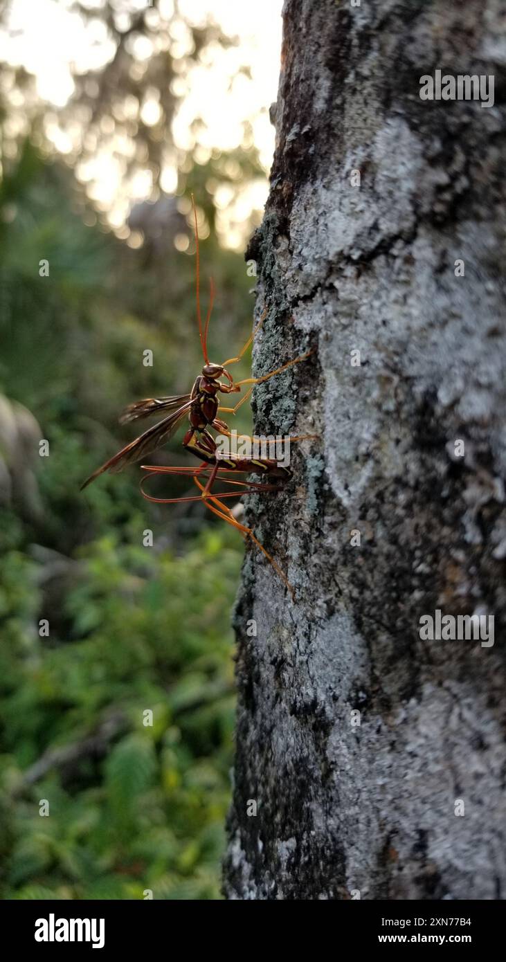 Long-tailed Giant Ichneumonid Wasp (Megarhyssa macrurus macrurus ...