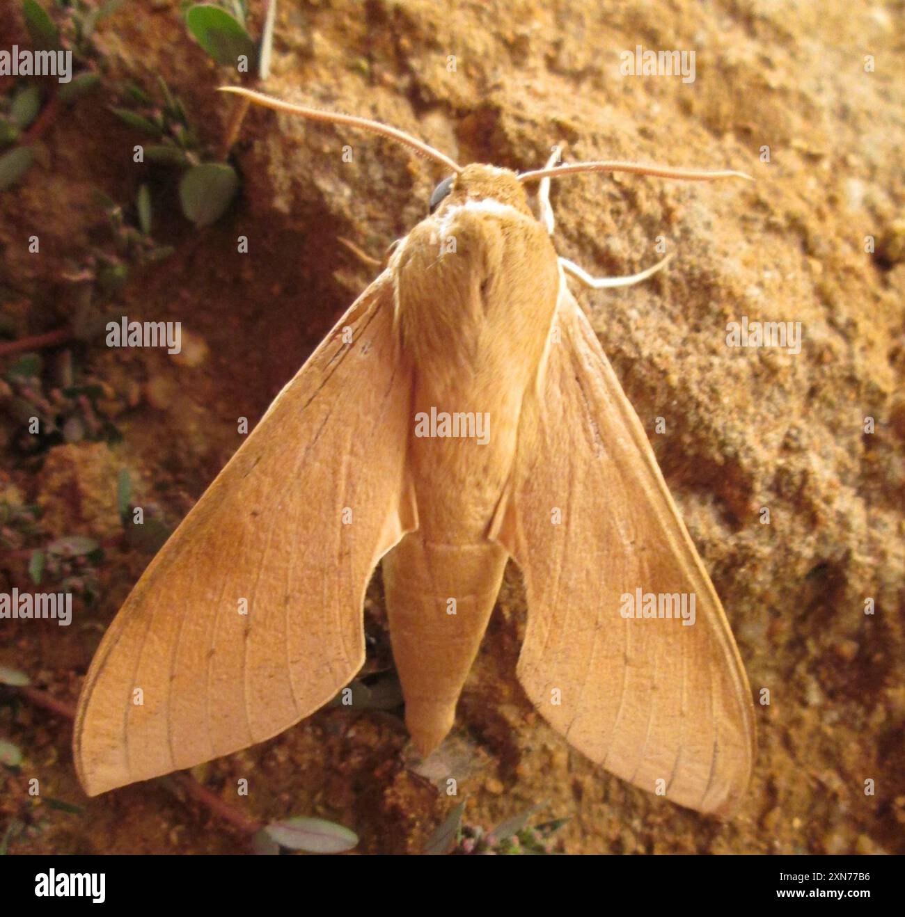 Cape Hawk (Theretra capensis) Insecta Stock Photo - Alamy