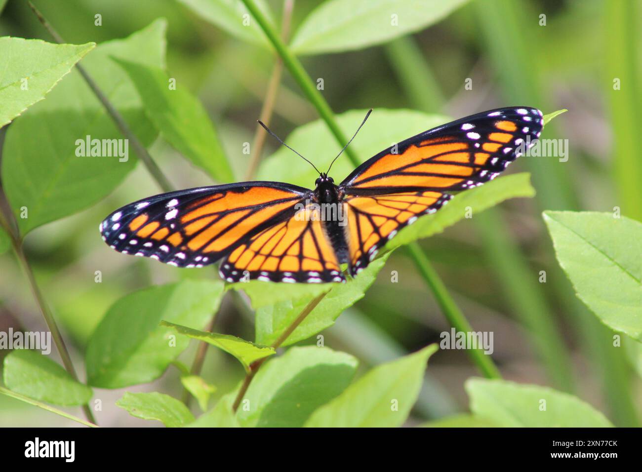 Viceroy (Limenitis archippus) Insecta Stock Photo - Alamy