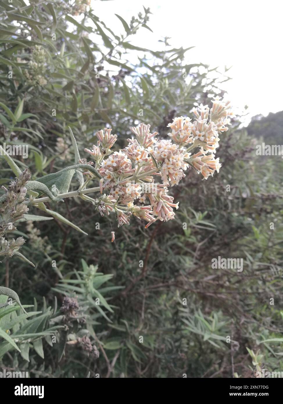 Sagewood (Buddleja salviifolia) Plantae Stock Photo - Alamy