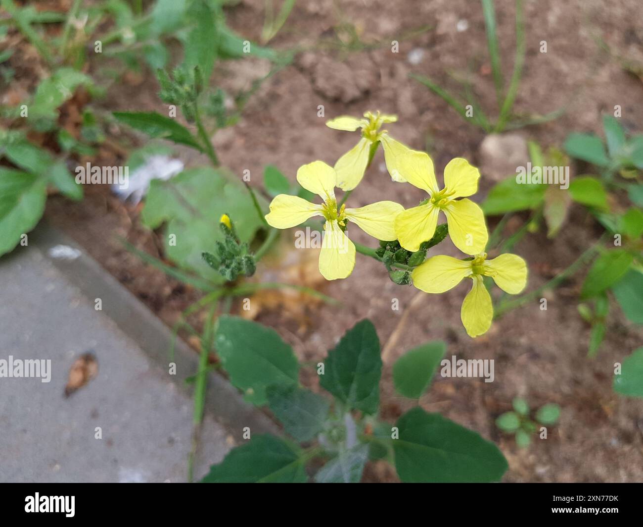 Jointed Charlock (Raphanus raphanistrum) Plantae Stock Photo - Alamy