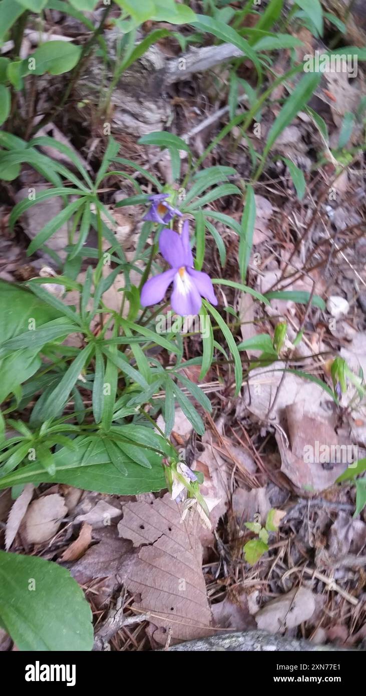 bird's foot violet (Viola pedata) Plantae Stock Photo - Alamy
