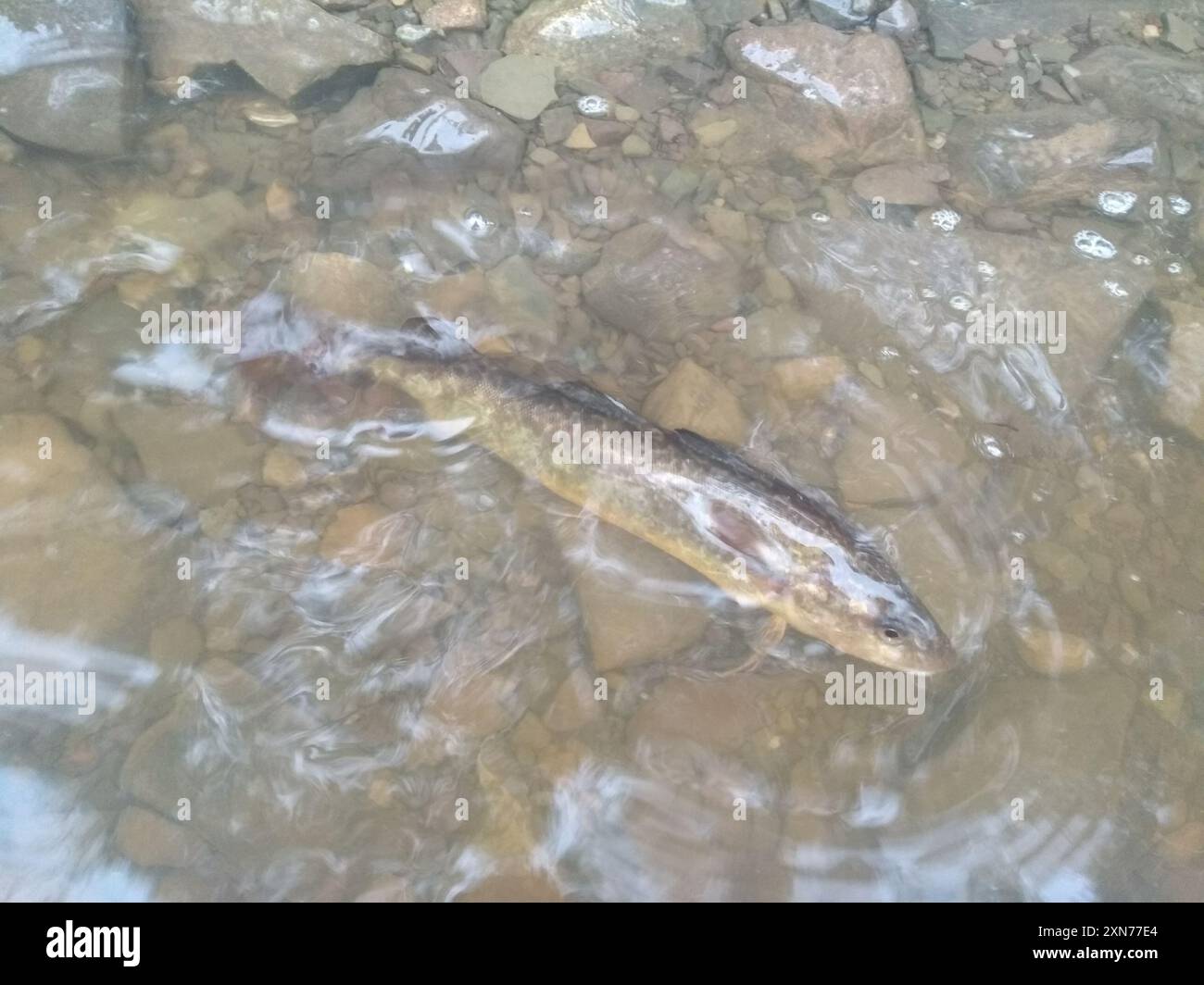 Atlantic Tomcod (Microgadus tomcod) Actinopterygii Stock Photo - Alamy