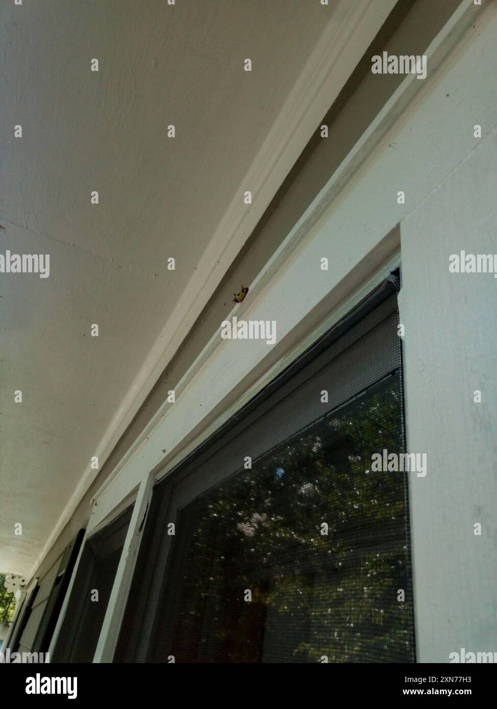 Saddleback Caterpillar Moth (Acharia stimulea) Insecta Stock Photo - Alamy