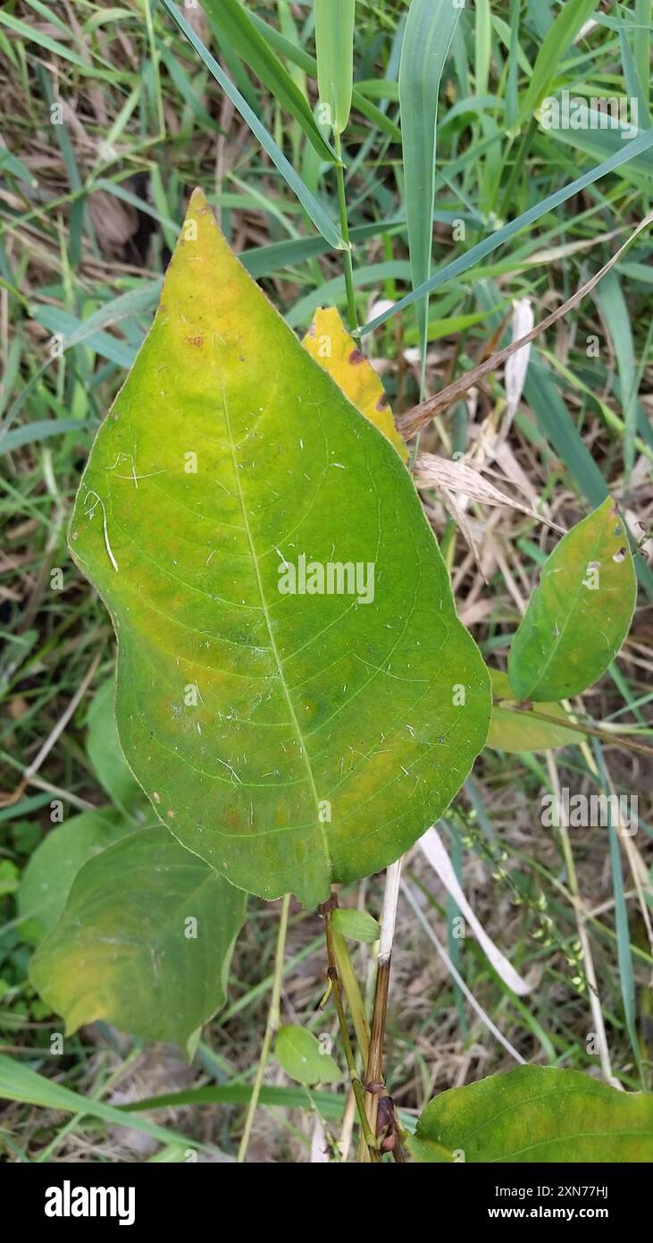 American jumpseed (Persicaria virginiana) Plantae Stock Photo - Alamy