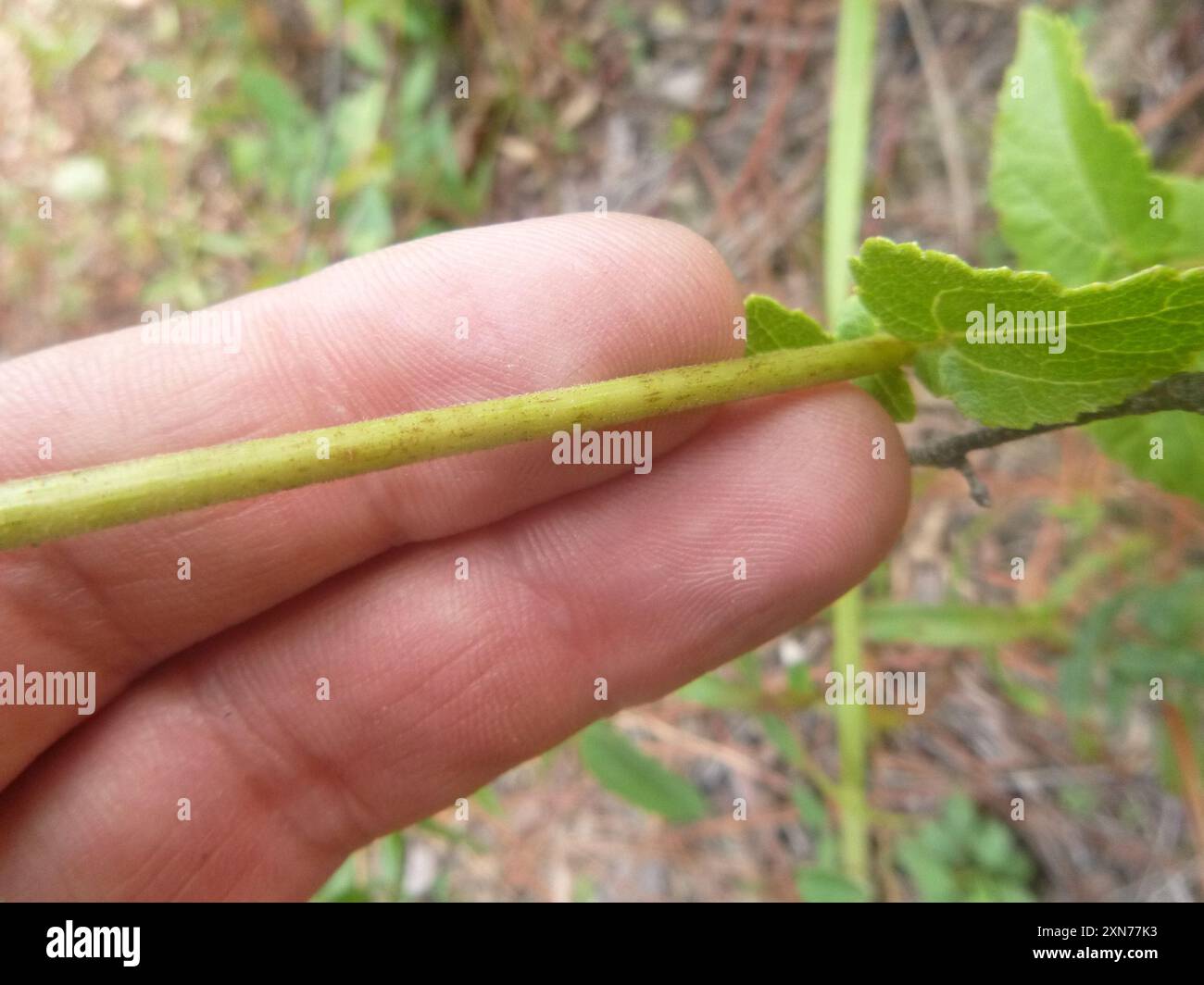 smaller white snakeroot (Ageratina aromatica) Plantae Stock Photo - Alamy