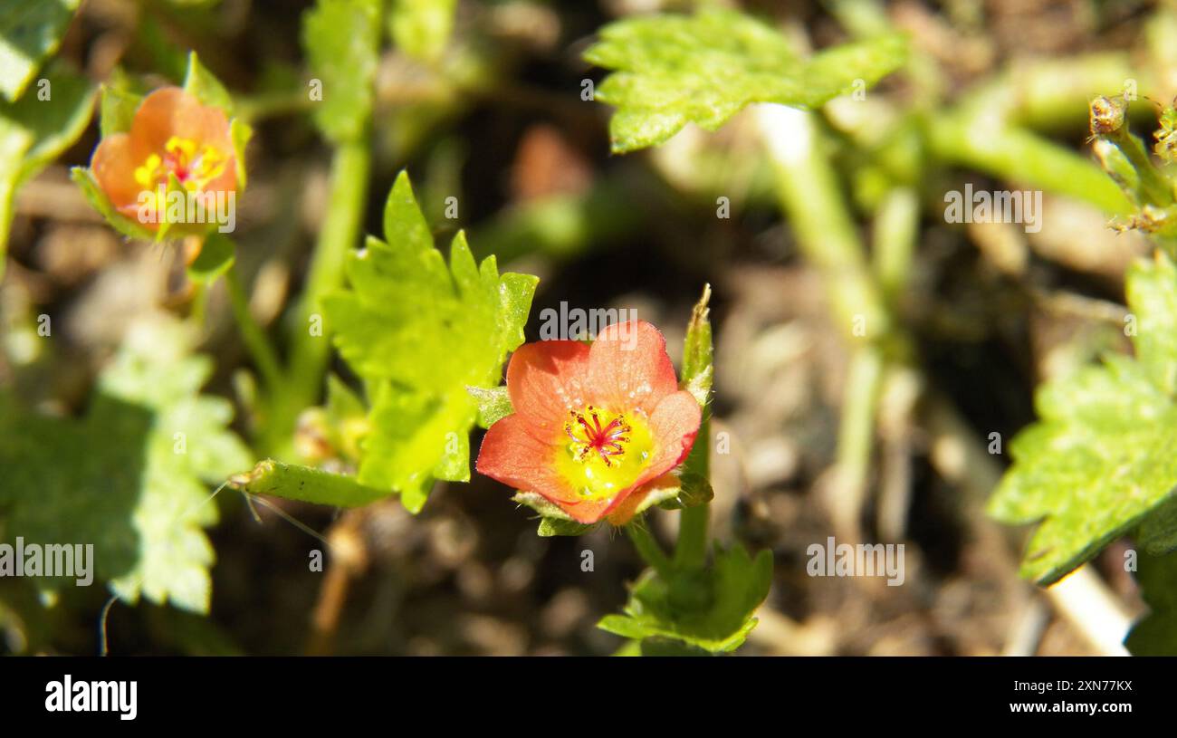 Carolina Bristlemallow (Modiola caroliniana) Plantae Stock Photo - Alamy