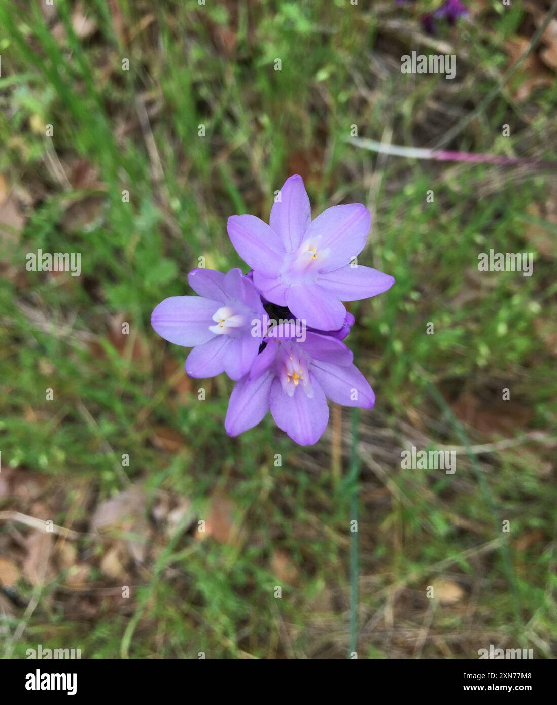 Blue Dicks (Dipterostemon capitatus) Plantae Stock Photo - Alamy