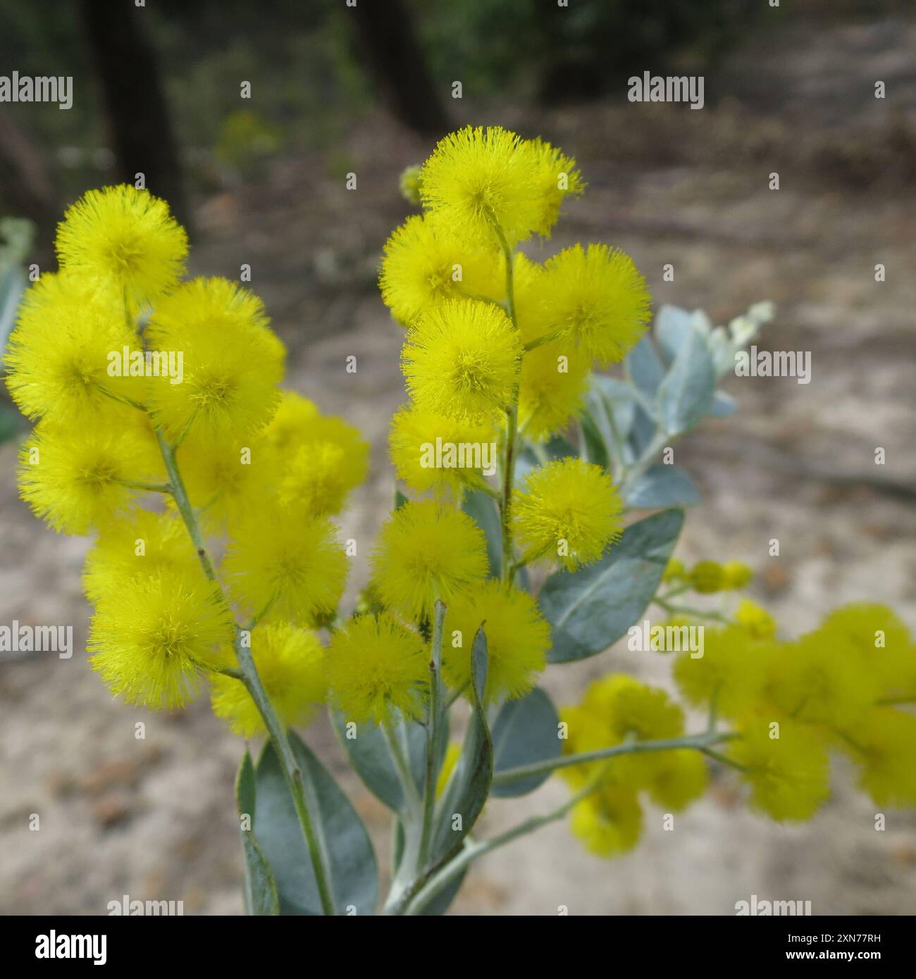 Queensland silver wattle (Acacia podalyriifolia) Plantae Stock Photo ...