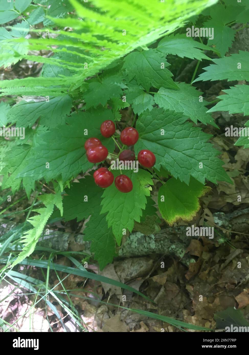 red baneberry (Actaea rubra) Plantae Stock Photo - Alamy