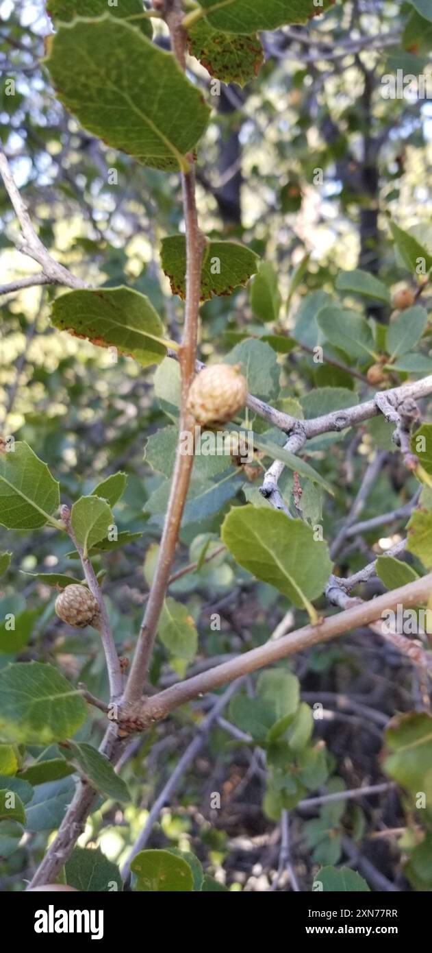 interior live oak (Quercus wislizeni) Plantae Stock Photo - Alamy