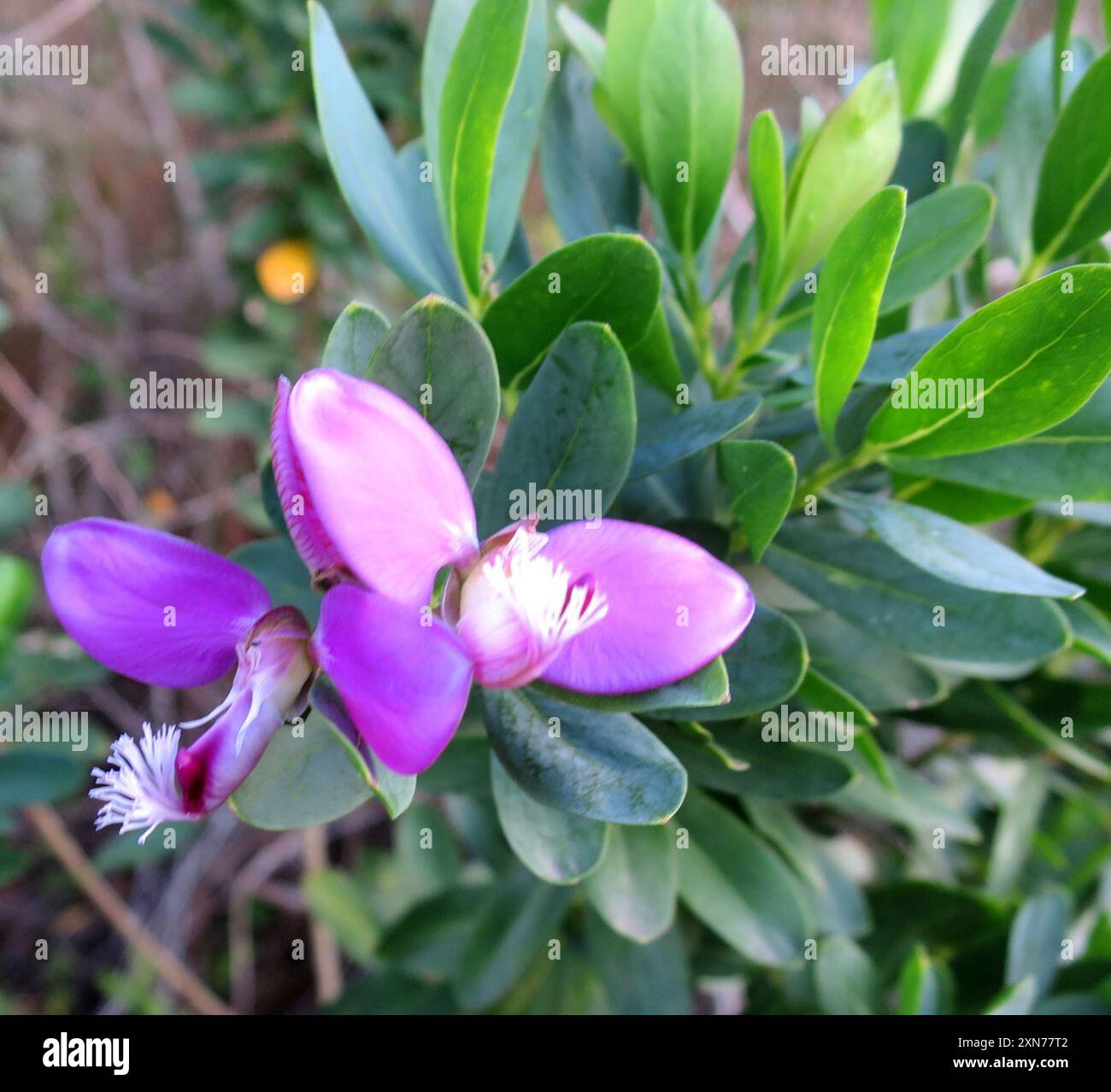 Septemberbush (Polygala myrtifolia myrtifolia) Plantae Stock Photo - Alamy