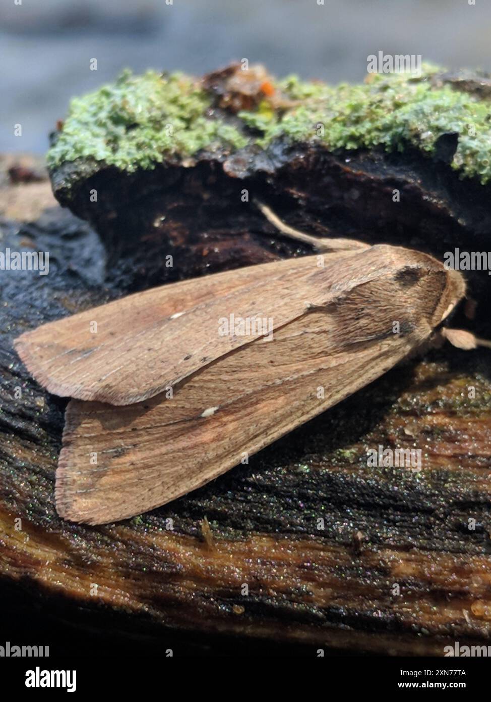 White-speck Moth (Mythimna unipuncta) Insecta Stock Photo - Alamy