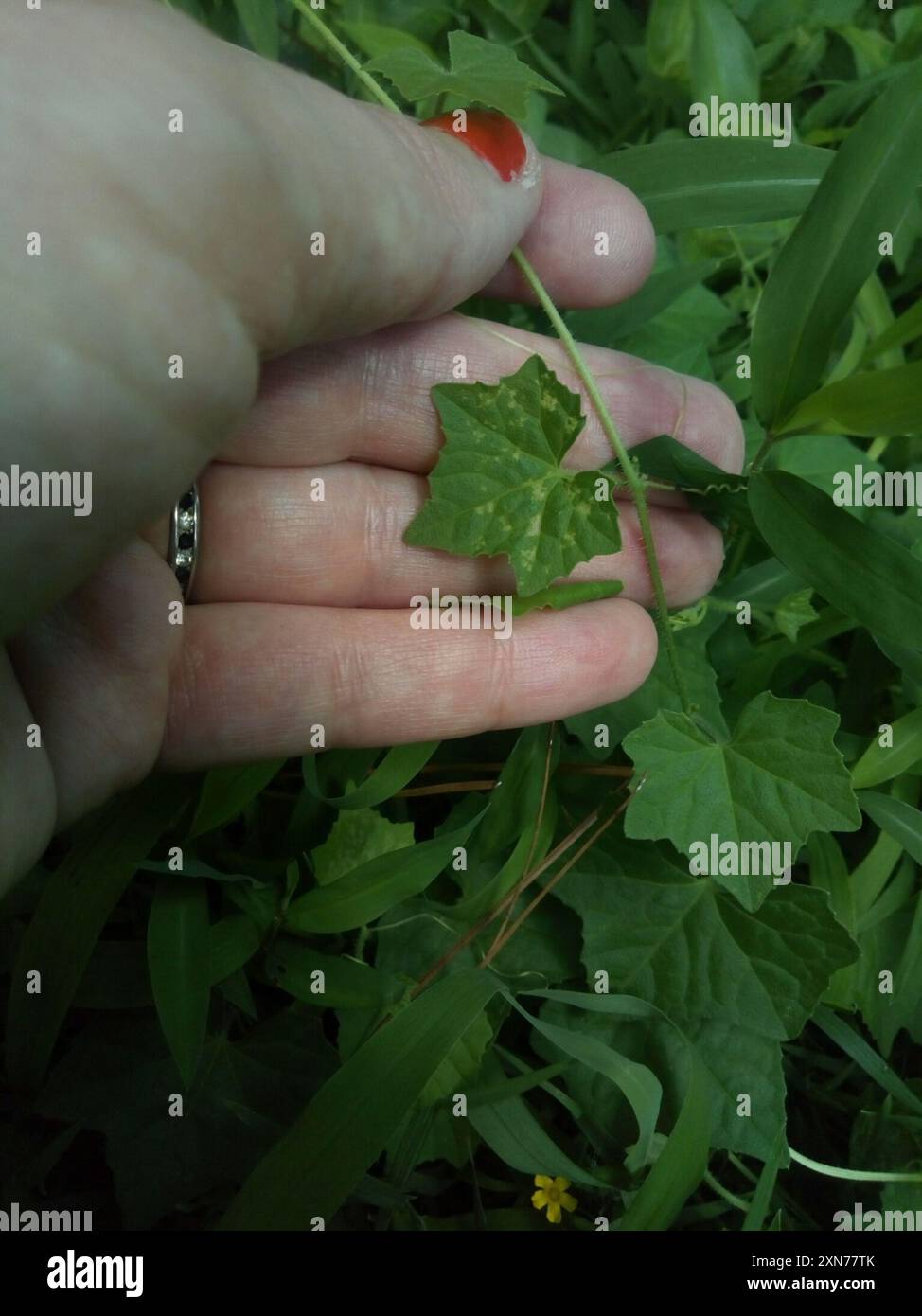 creeping cucumber (Melothria pendula) Plantae Stock Photo - Alamy