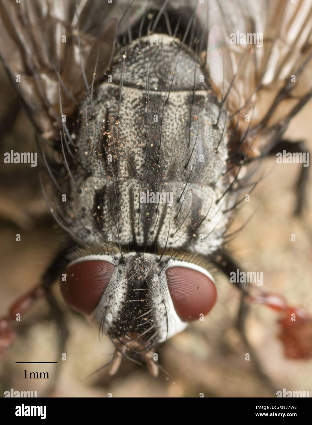 Bristle Flies (Tachinidae) Insecta Stock Photo - Alamy