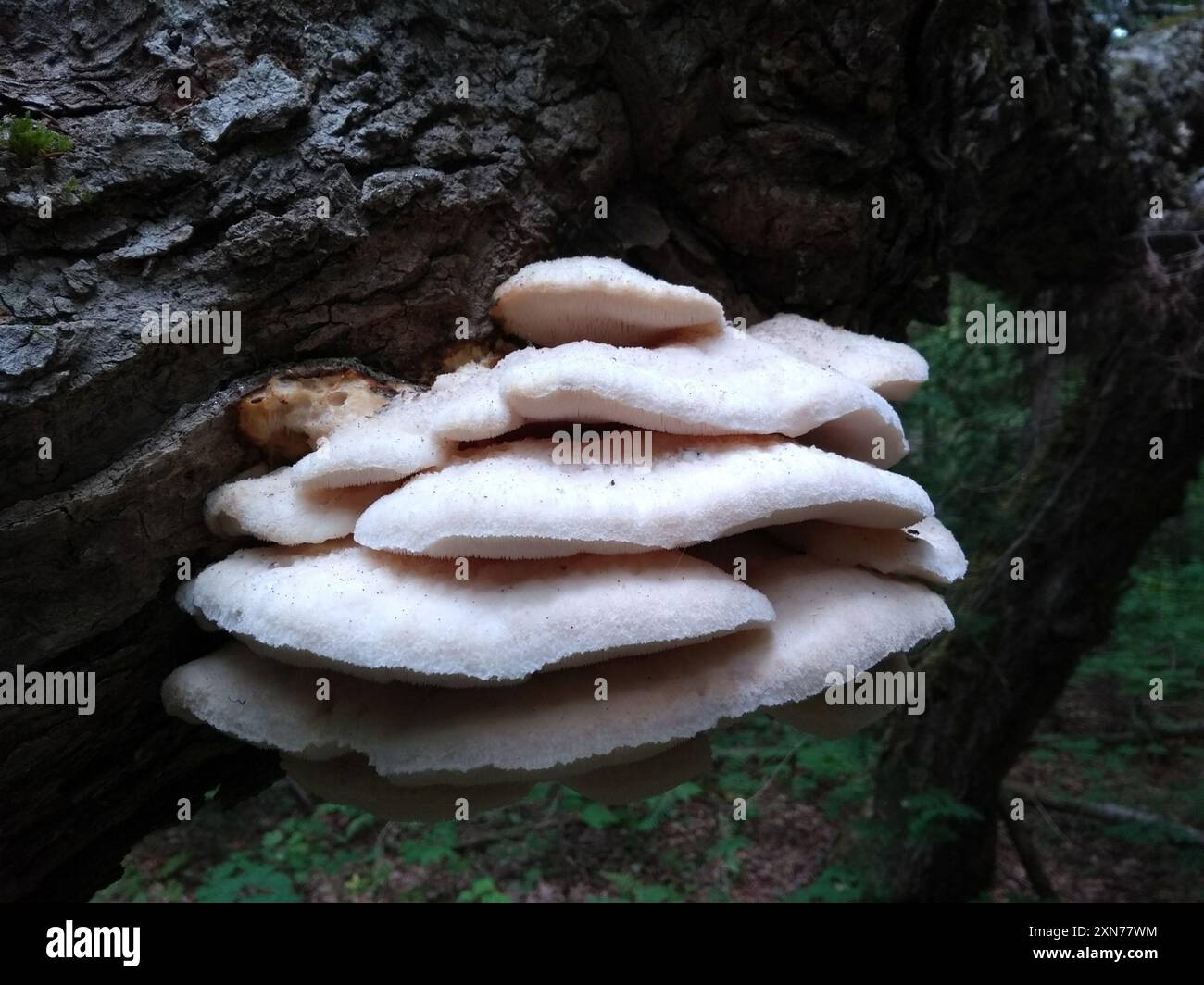 Northern Tooth (Climacodon septentrionalis) Fungi Stock Photo - Alamy