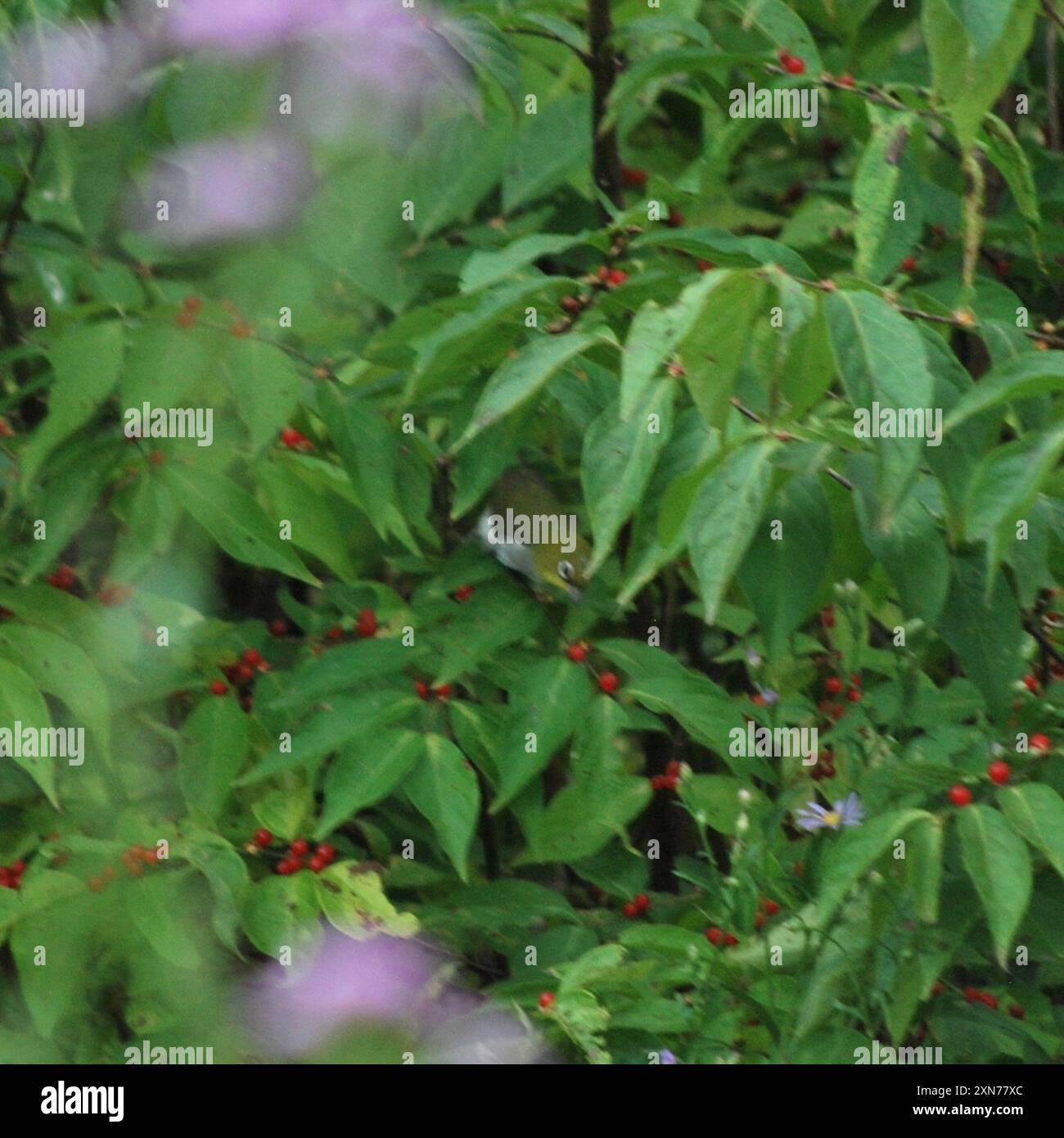 Chestnut flanked hi-res stock photography and images - Alamy