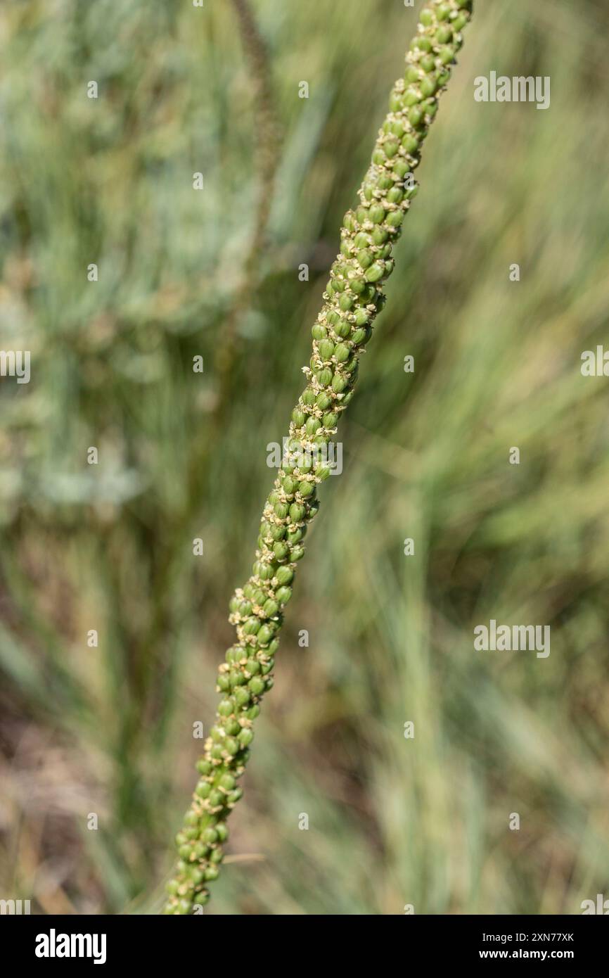 common arrowgrass (Triglochin maritima) Plantae Stock Photo - Alamy