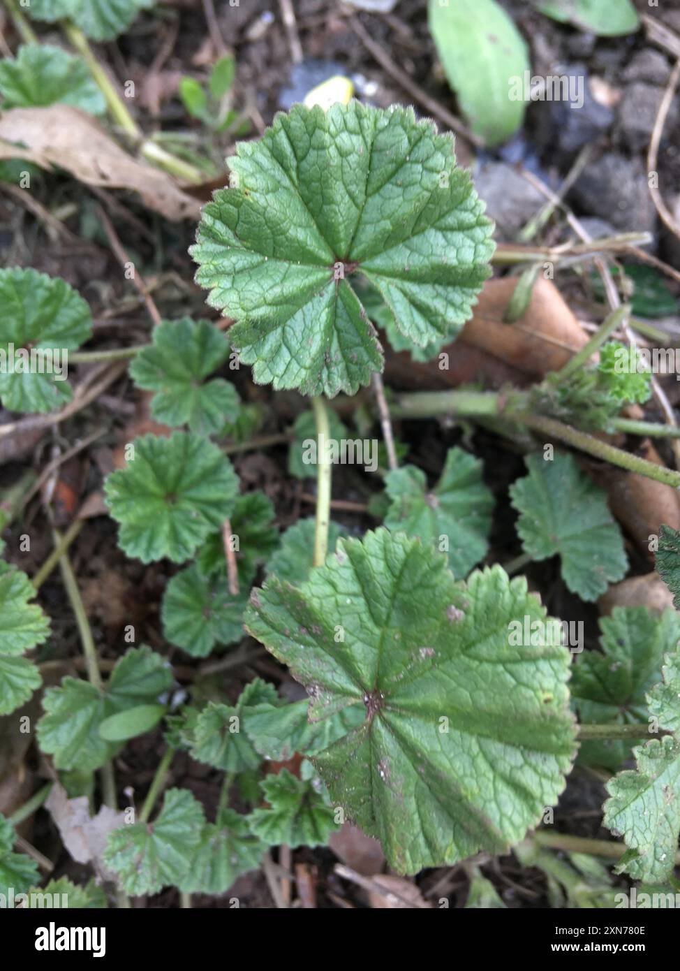 dwarf mallow (Malva neglecta) Plantae Stock Photo - Alamy
