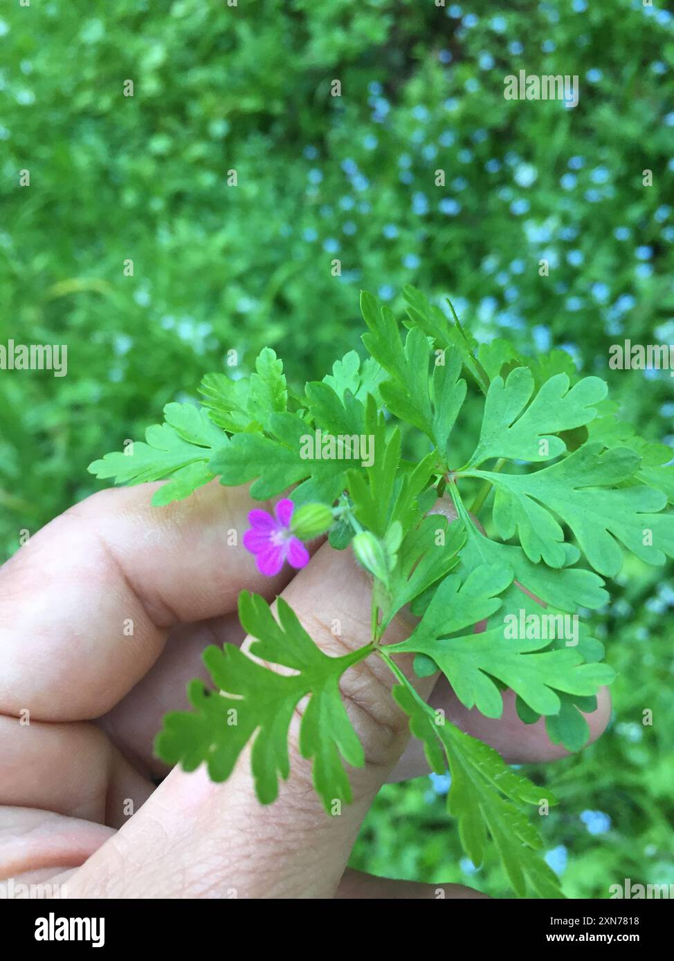 Little-Robin (Geranium purpureum) Plantae Stock Photo - Alamy