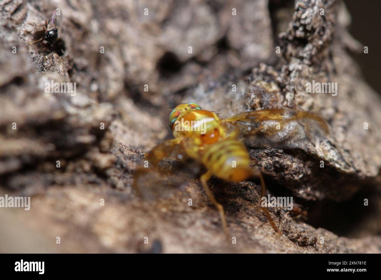 Mexican Fruit Fly (Anastrepha ludens) Insecta Stock Photo - Alamy
