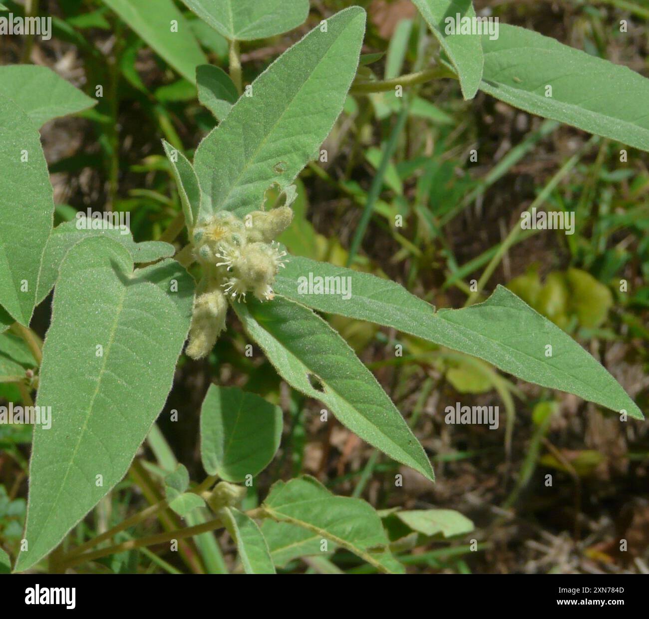Lindheimer's Doveweed (Croton lindheimeri) Plantae Stock Photo - Alamy