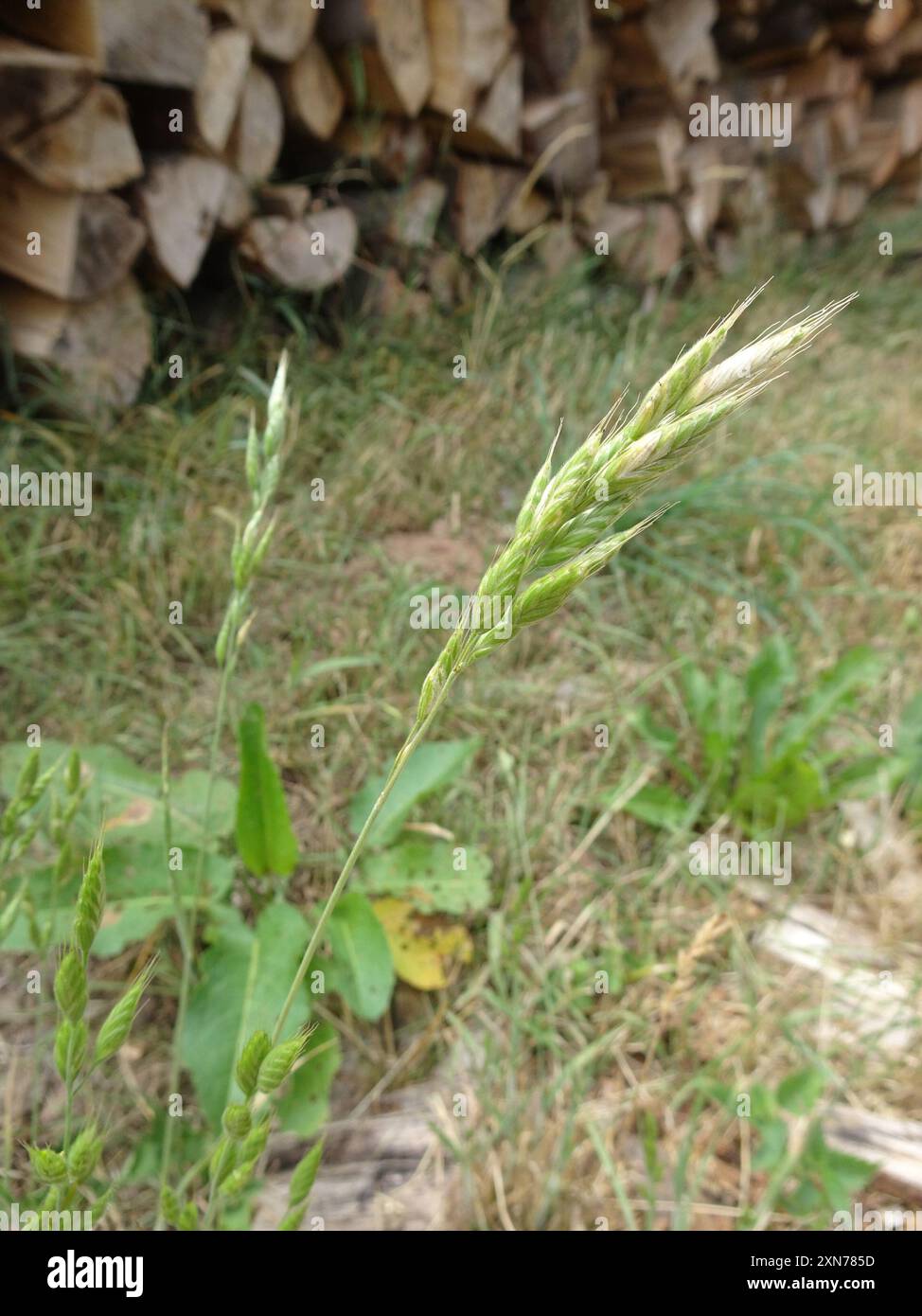 common soft brome (Bromus hordeaceus) Plantae Stock Photo - Alamy