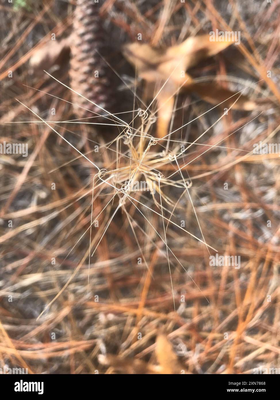 Seaside Threeawn (Aristida tuberculosa) Plantae Stock Photo - Alamy