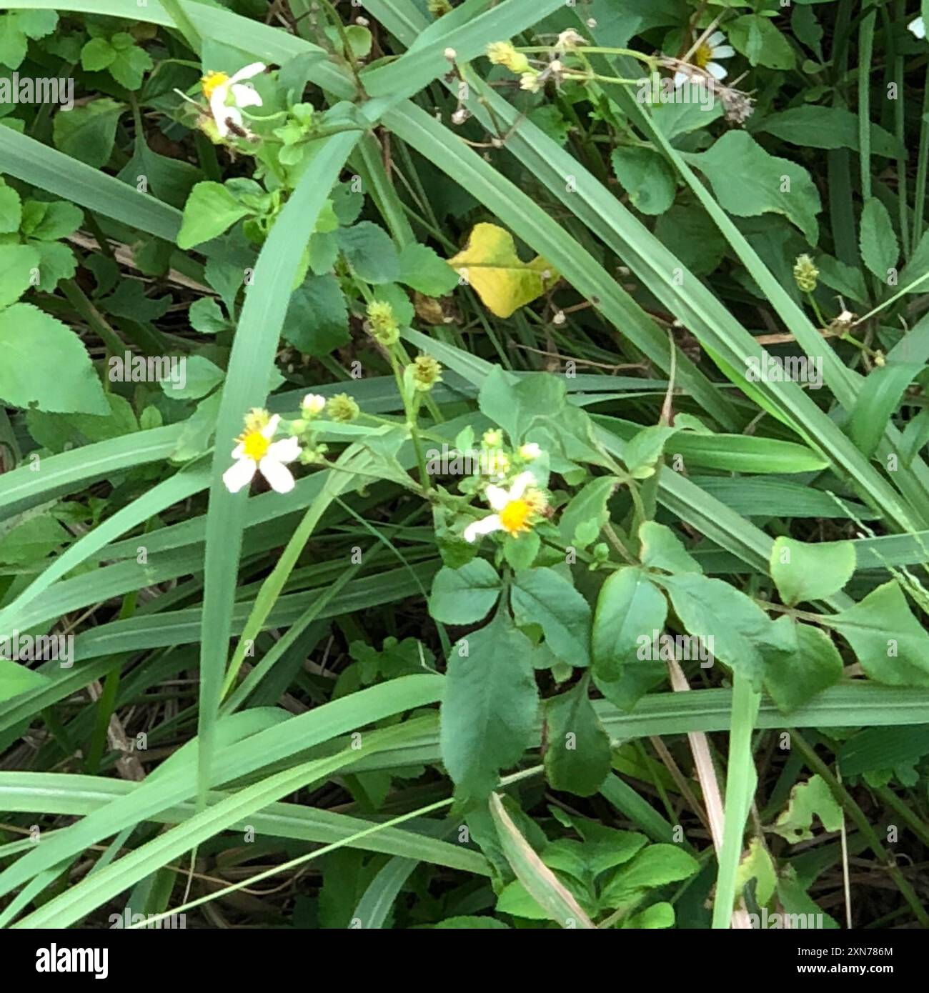 White beggarticks (Bidens alba) Plantae Stock Photo - Alamy