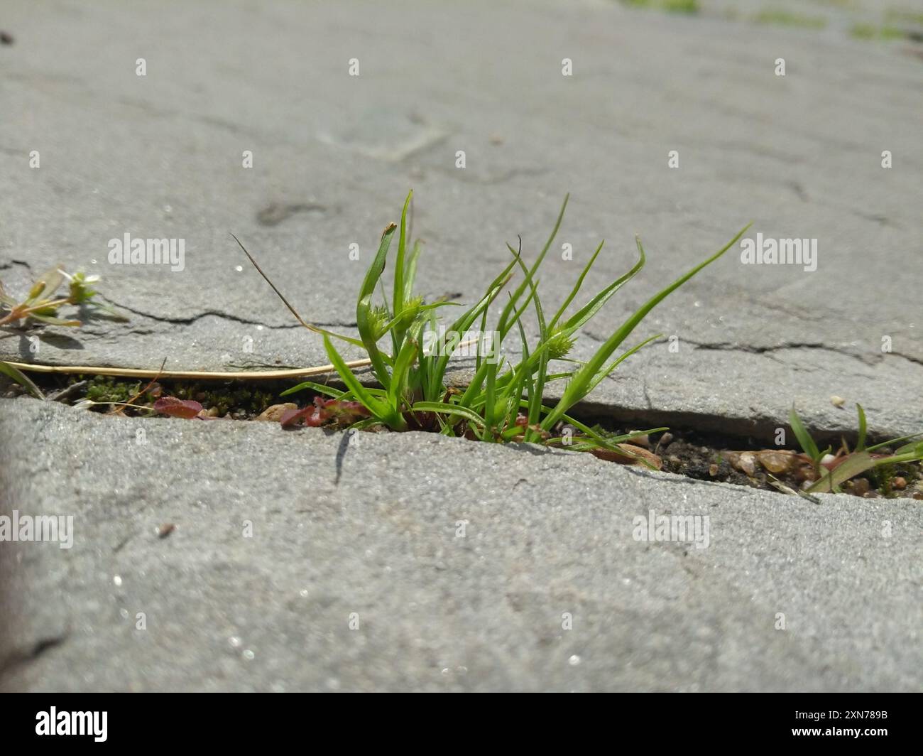 Bearded Flatsedge (Cyperus squarrosus) Plantae Stock Photo - Alamy