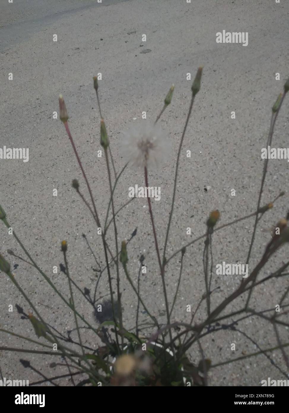 Smooth Cat's Ear (Hypochaeris glabra) Plantae Stock Photo - Alamy