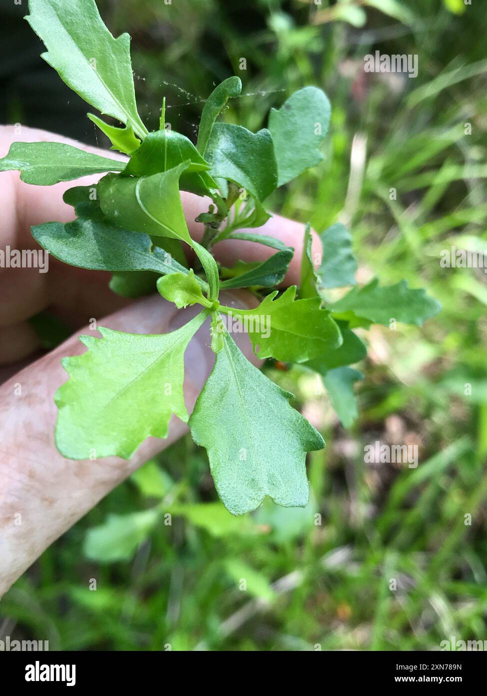 groundsel tree (Baccharis halimifolia) Plantae Stock Photo - Alamy
