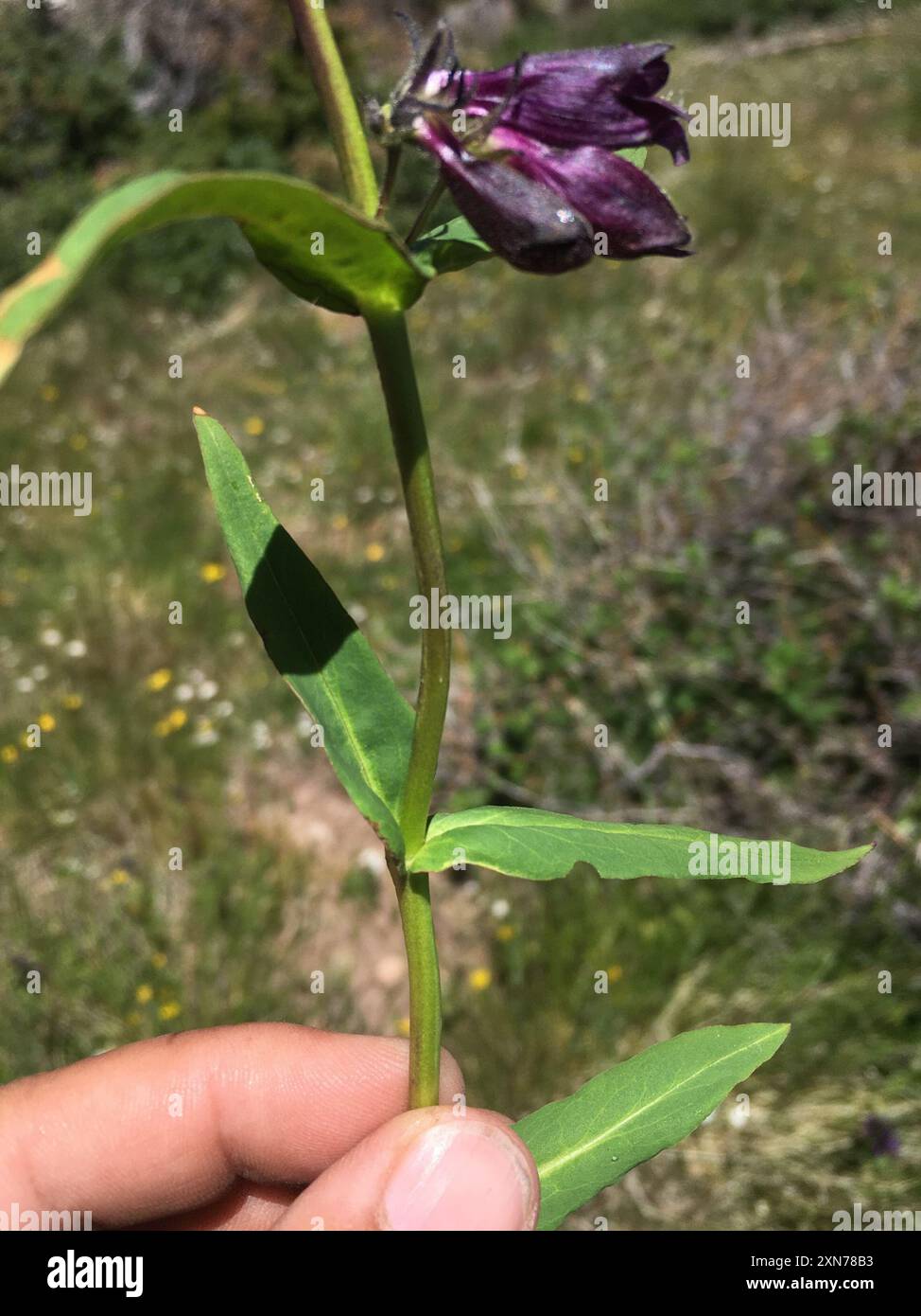 Whipple's penstemon (Penstemon whippleanus) Plantae Stock Photo - Alamy