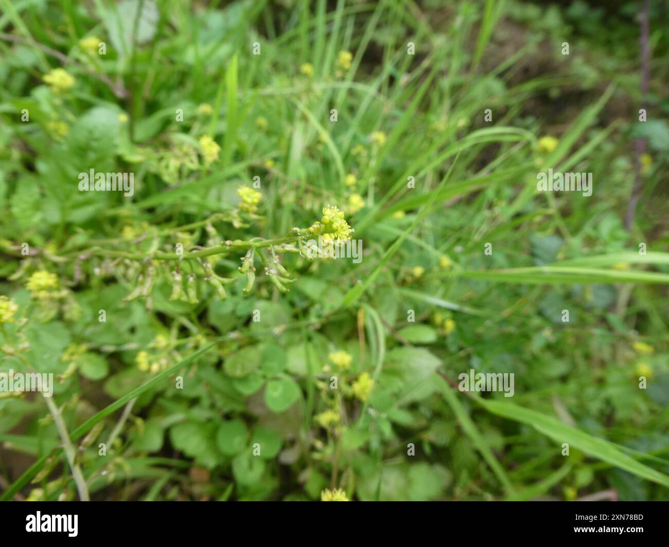 Bog Yellowcress (Rorippa palustris) Plantae Stock Photo - Alamy
