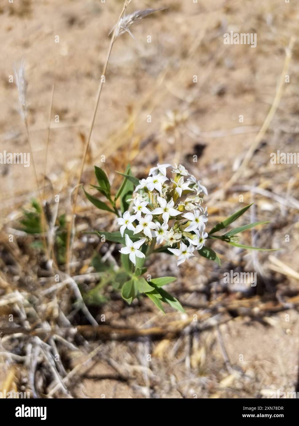 woolly bluestar (Amsonia tomentosa) Plantae Stock Photo - Alamy
