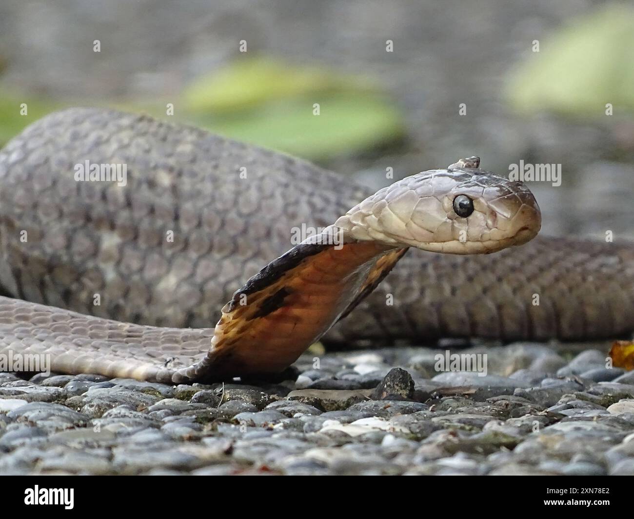 Chinese Cobra (Naja atra) Reptilia Stock Photo - Alamy